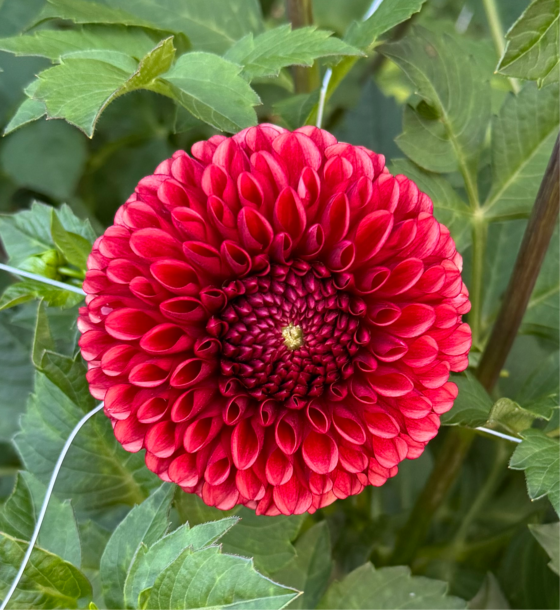 Copper Boy Summer Meadow Dahlia Farm copper-boy-summer-meadow-dahlia-farm