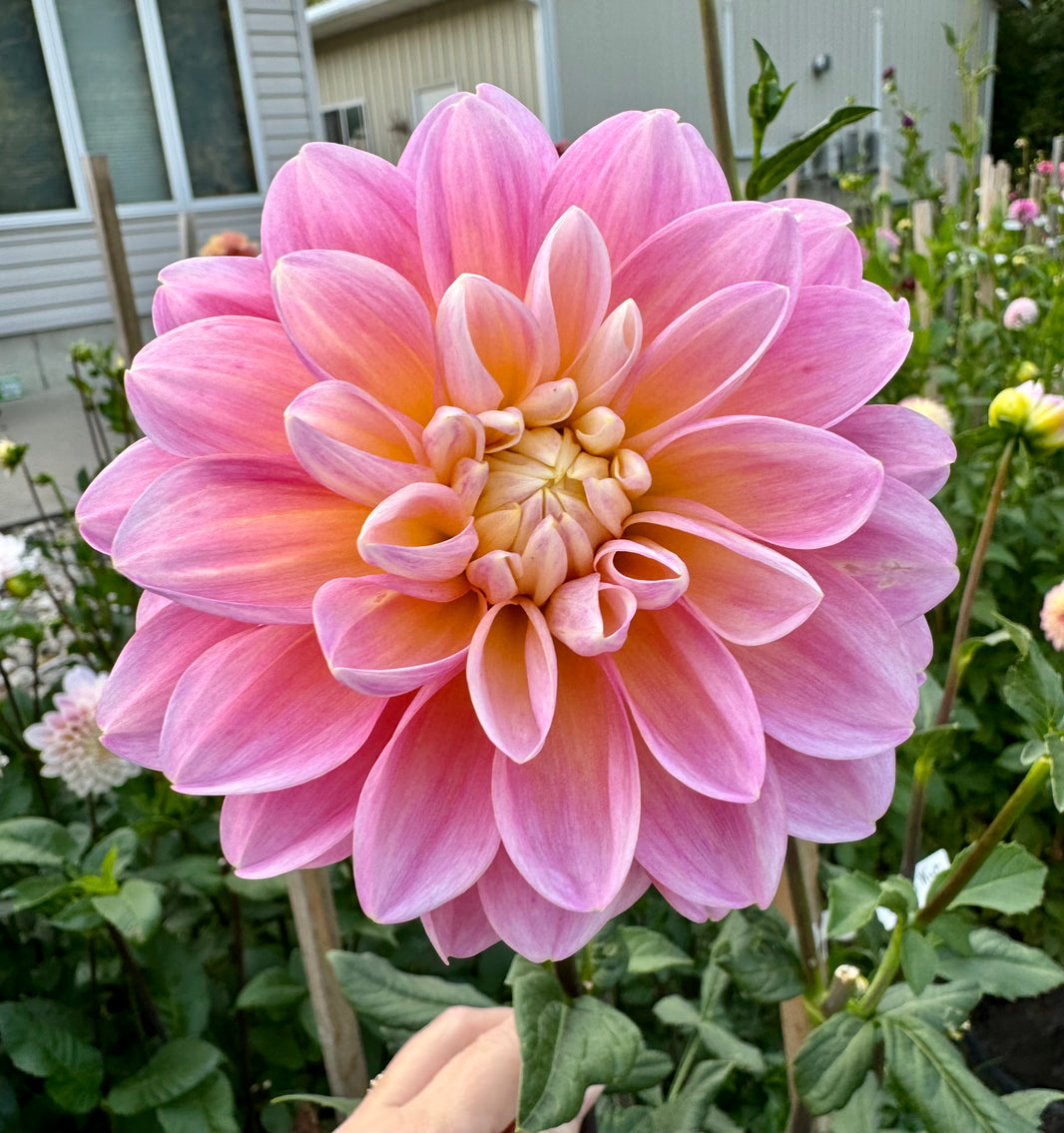 Products – Page 3 – Summer Meadow Dahlia Farm