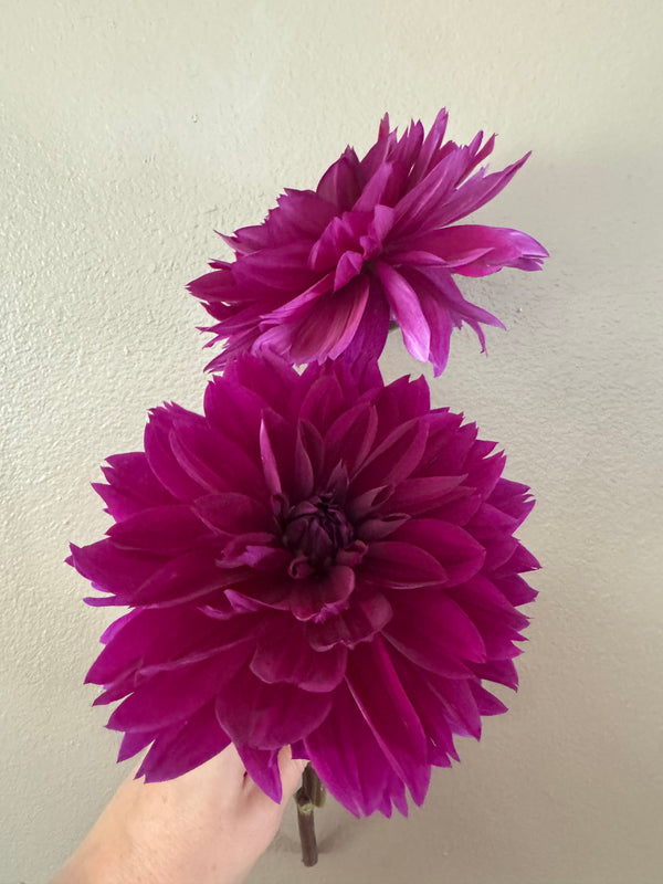 Thomas Edison – Summer Meadow Dahlia Farm