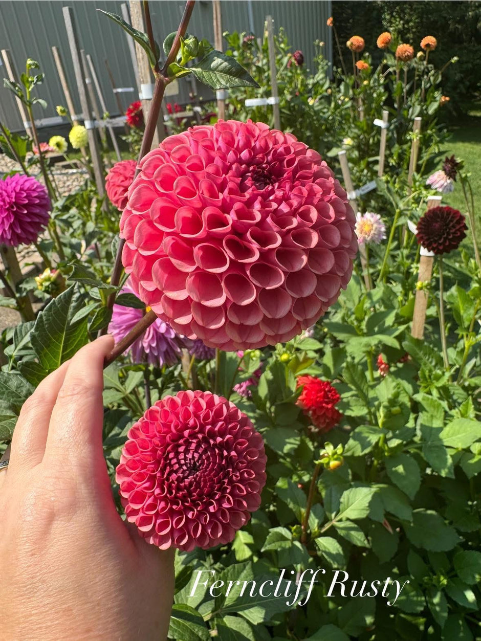 Products – Page 2 – Summer Meadow Dahlia Farm